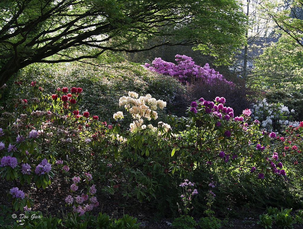 Time to fall in love with rhododendrons