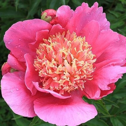Passionate about peonies