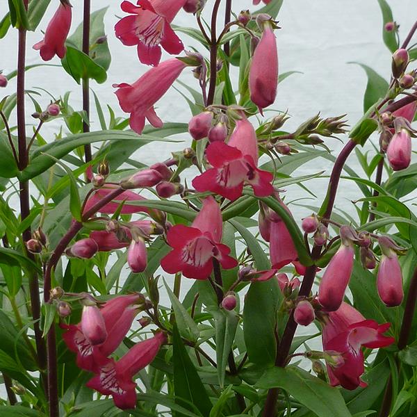 Hot new perennials for my sunny border