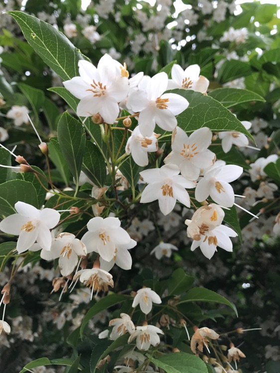 Perfect small tree for a home garden