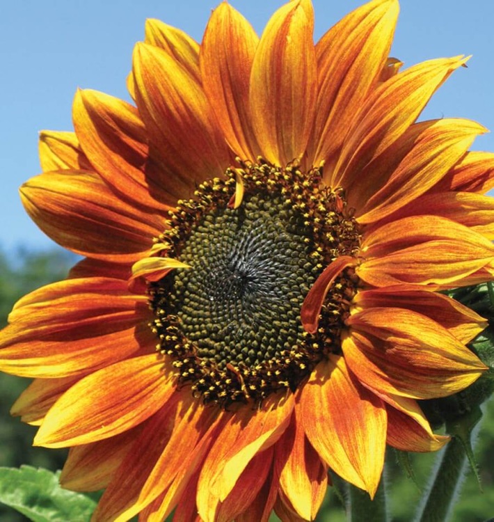 We're making big plans for a sensational sunflower patch